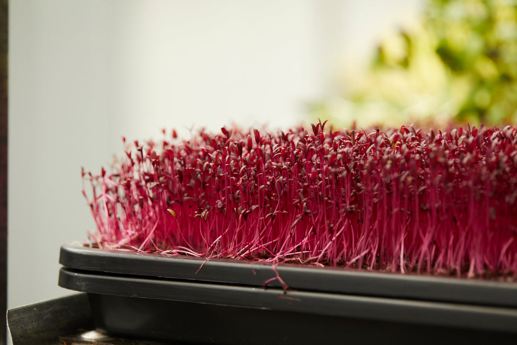 Amaranth Microgreens: Nutrient-Rich and Colourful for Health – Found ...